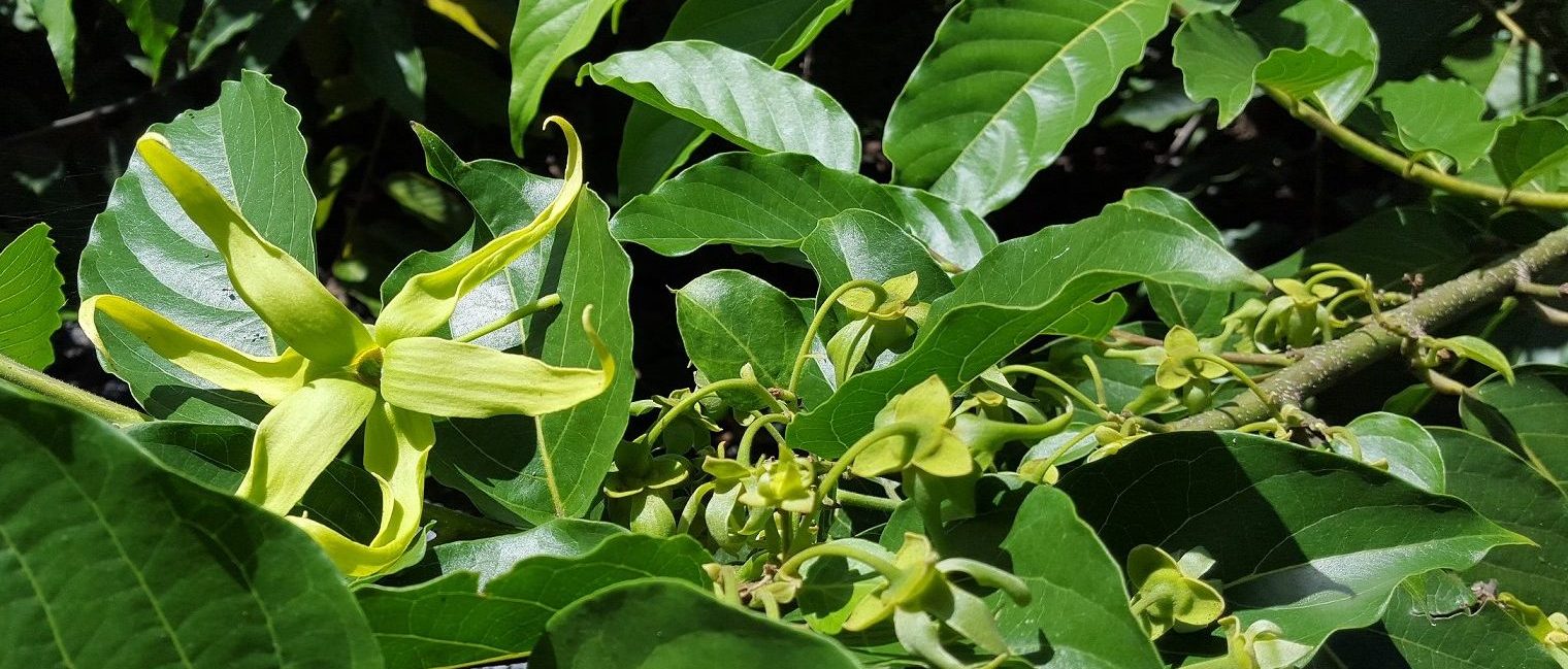 Nos valeurs - YVA Océan Indien Cuisine et Remèdes